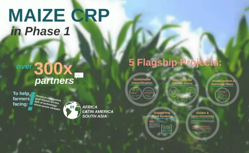 MAIZE CRP in Phase I – ARCHIVE maize.org