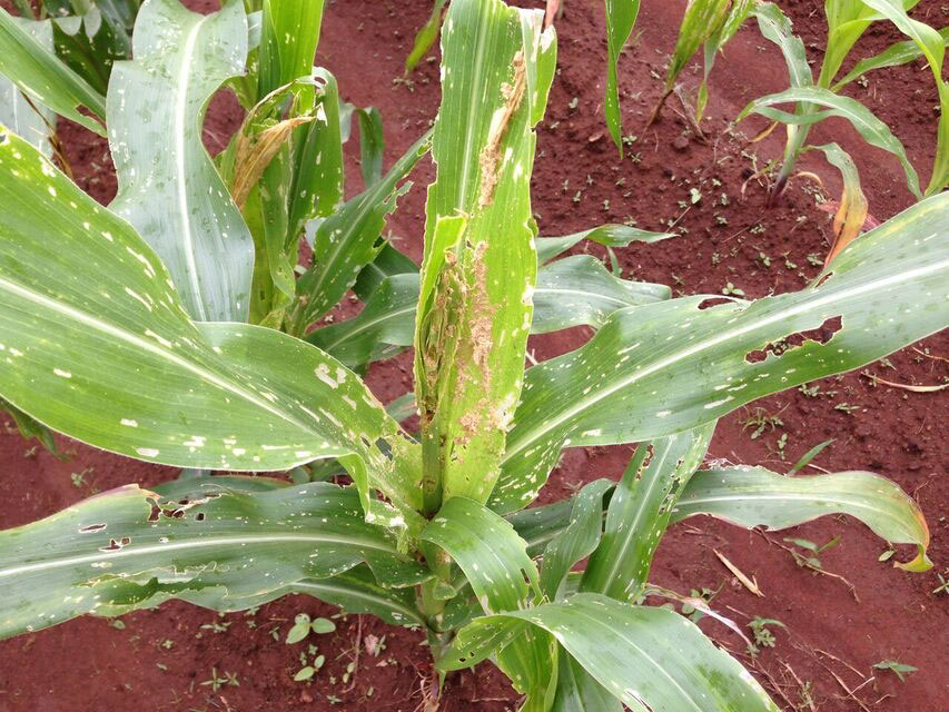 Tackling the deadly fall armyworm infestation devastating maize in ...