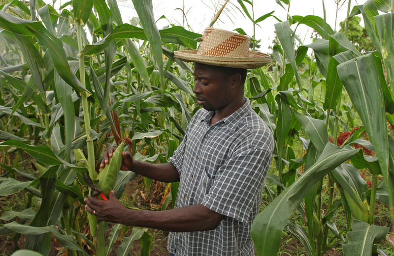 Can drought-resilient maize take pressure off African farmers ...