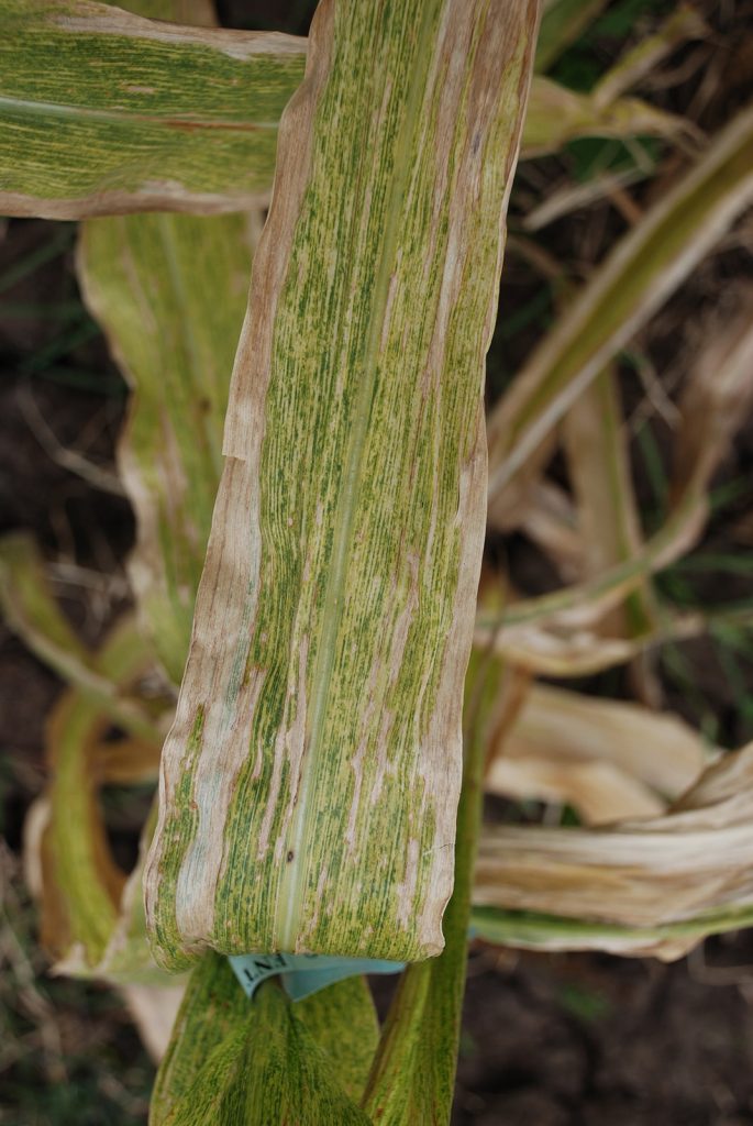 New genetic mapping study offers hope of resistance to maize lethal ...