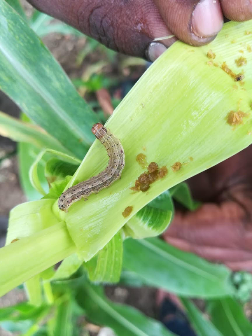 Fall armyworm reported in India: battle against the pest extends now to Asia – ARCHIVE maize.org