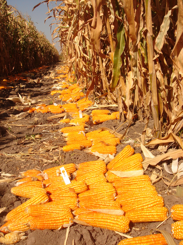 Biofortification of maize with provitamin A can reduce aflatoxin load ...
