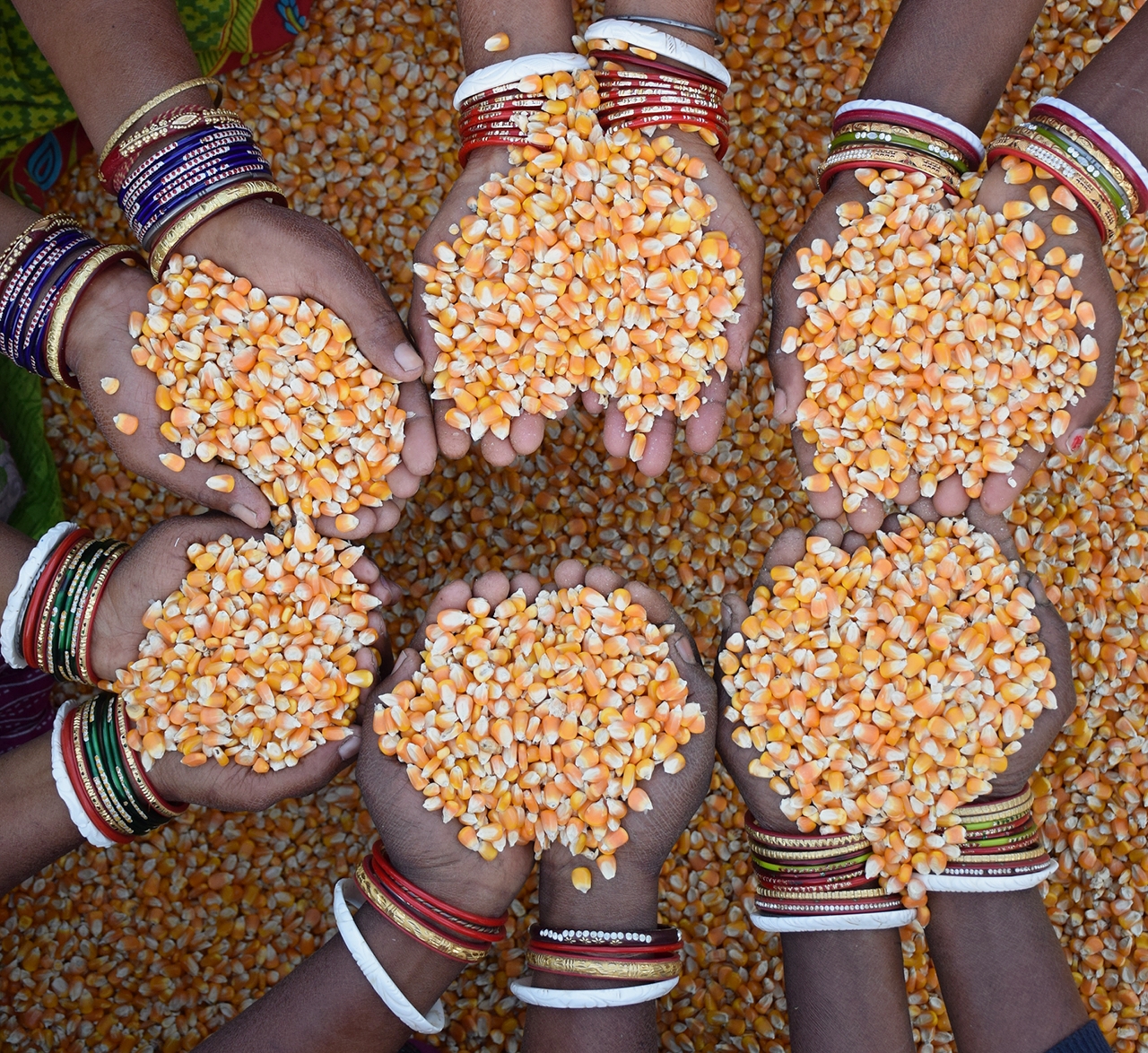 MAIZE Photo Contest – Winners announced! – ARCHIVE maize.org