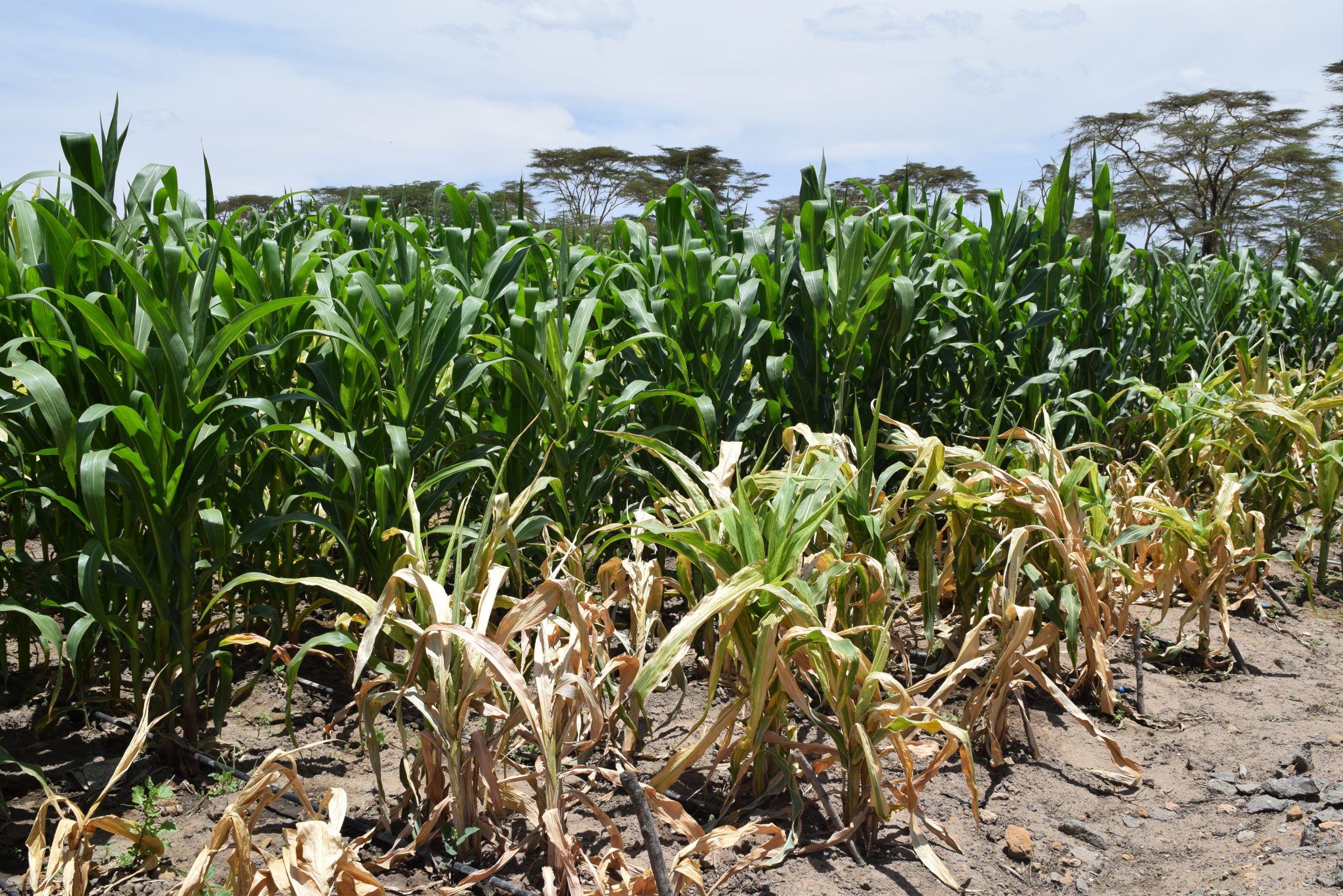 Maize Lethal Necrosis Screening Cycle Begins in Kenya in January 2021 ...