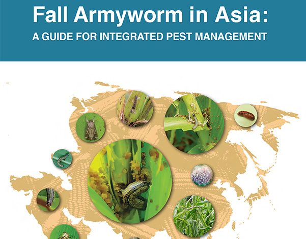 A new tool to strengthen the fight against fall armyworm in Asia – ARCHIVE maize.org