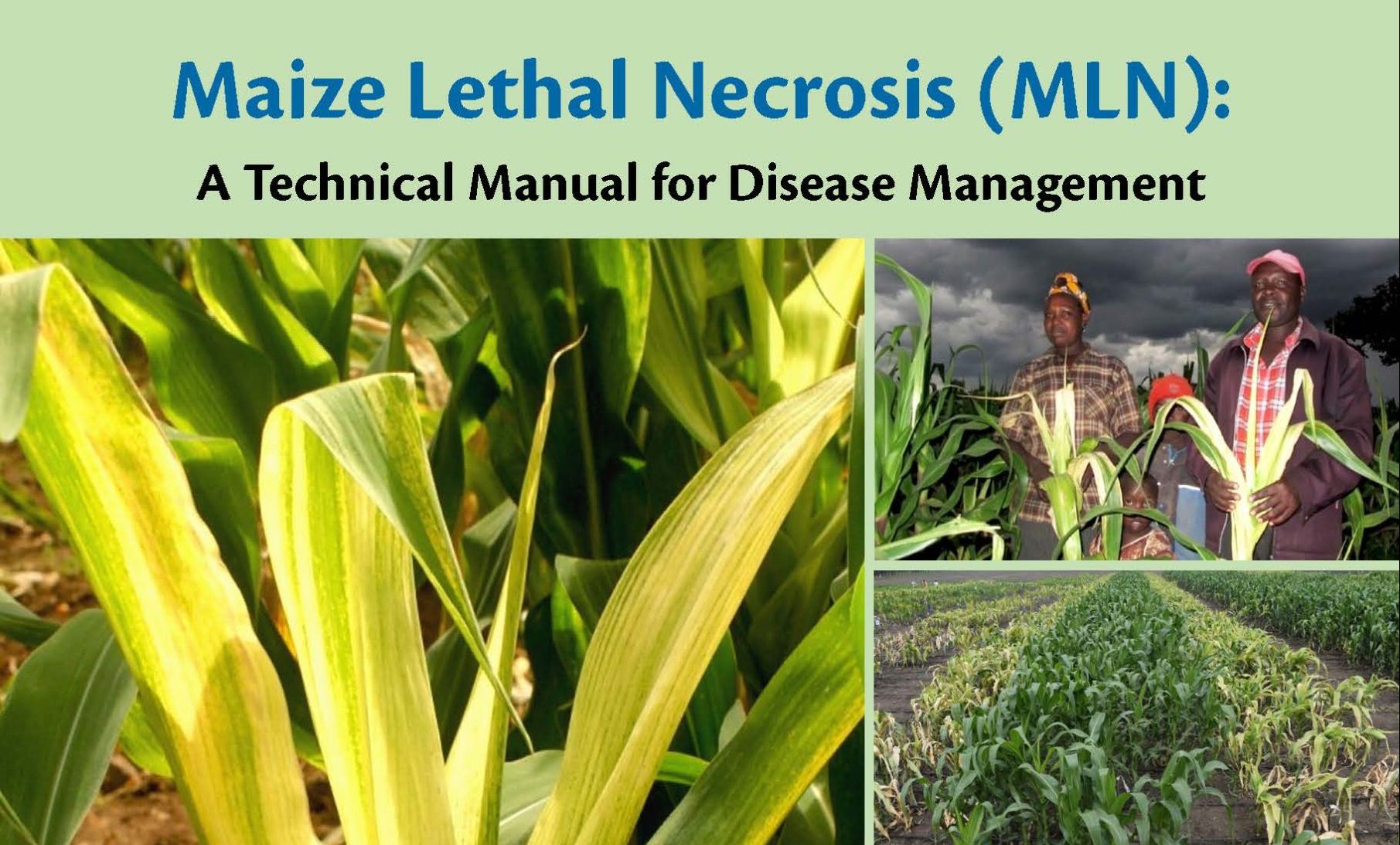 MAIZE partners announce a new manual for effectively managing maize ...
